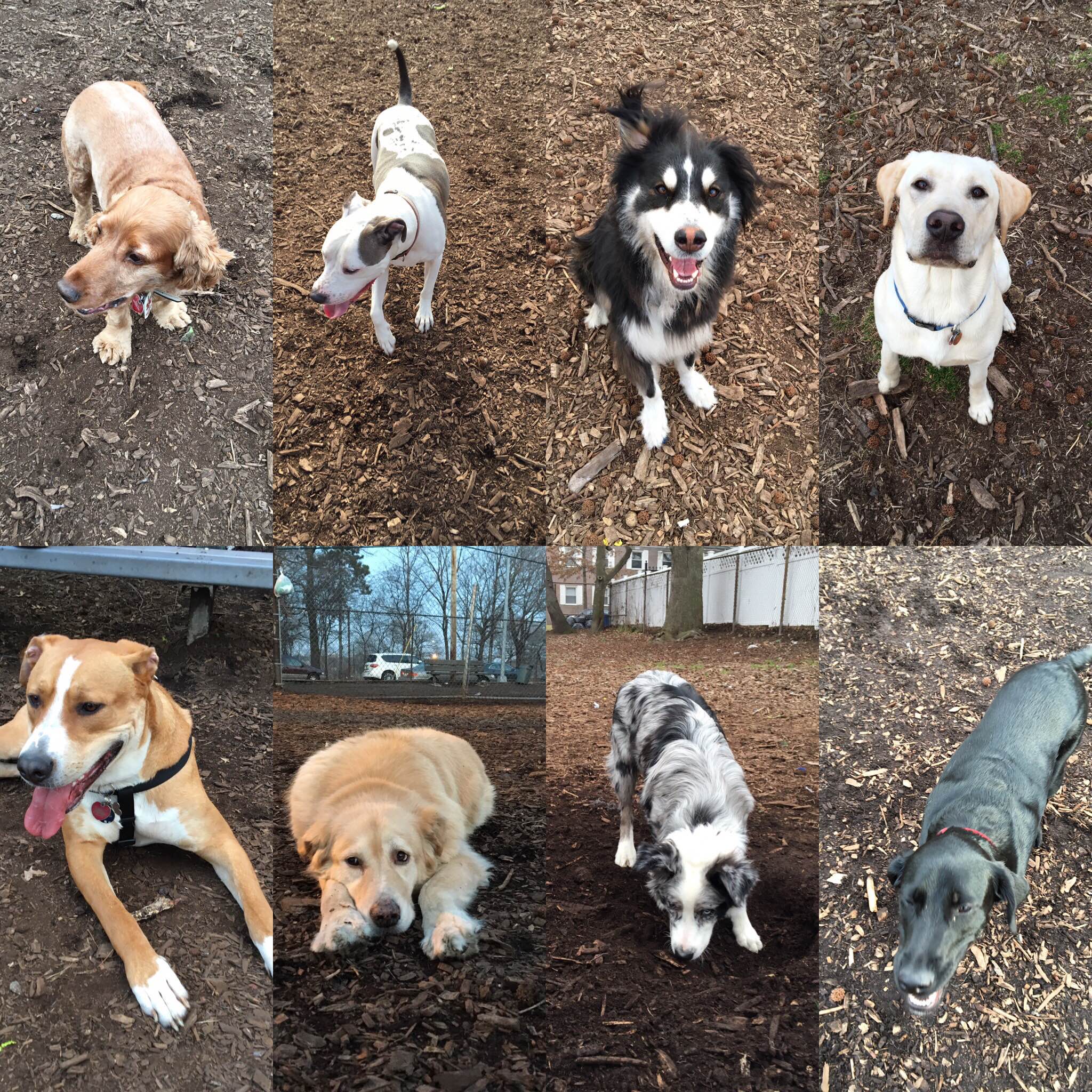 The K9’s of the Underbridge Dog Run – Join the Run today! Volunteers ...